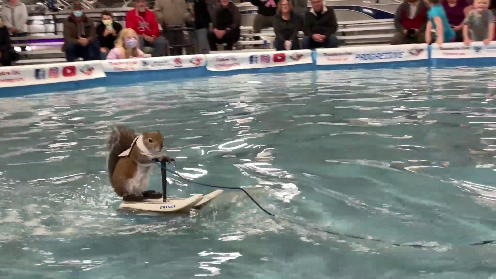 Meet Twiggy: The water-skiing squirrel