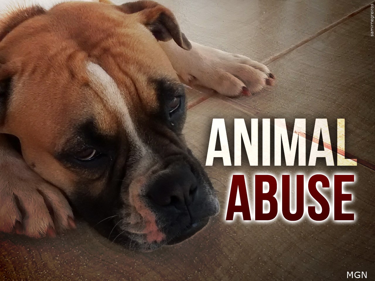 two-arrested-in-omaha-animal-cruelty-case-nebraska-humane-society-says