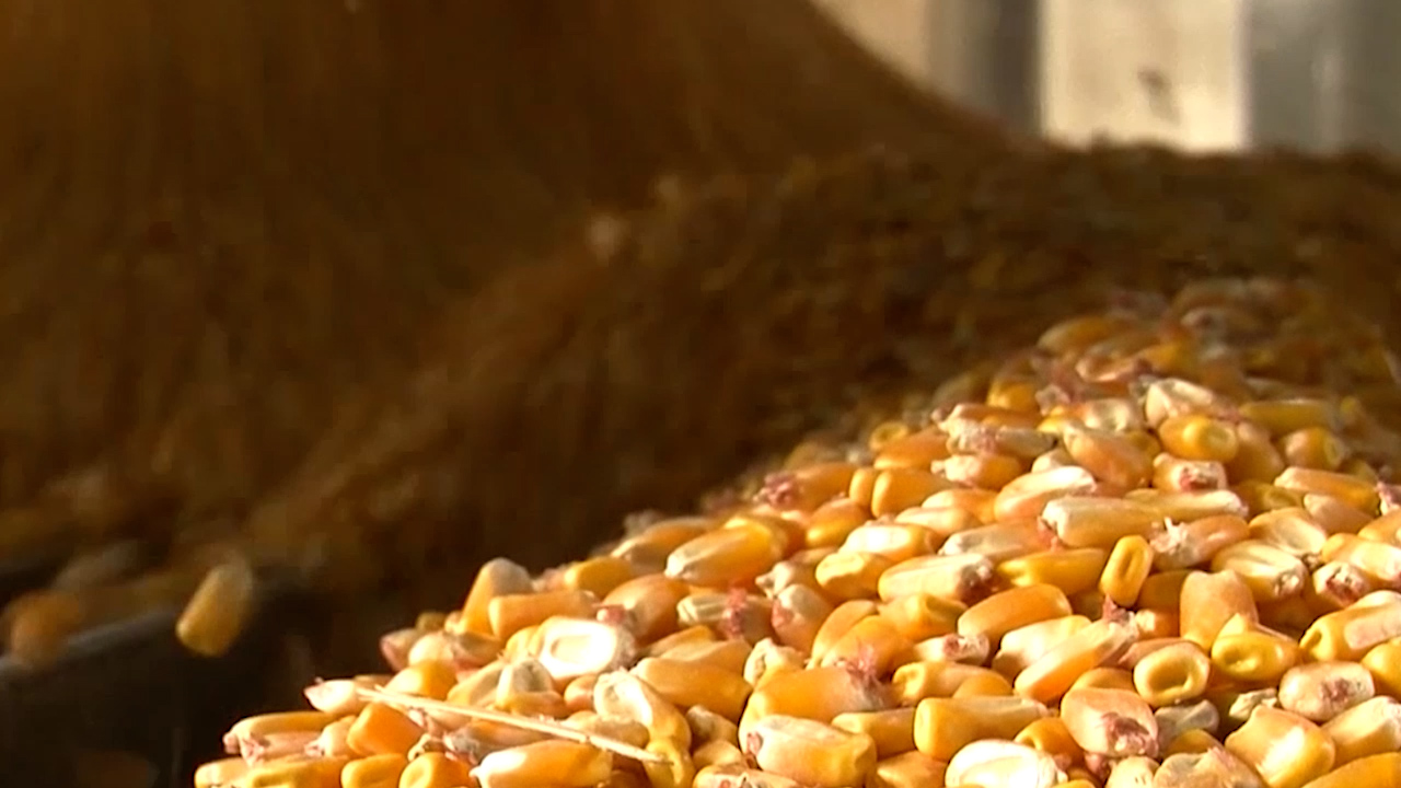 How corn hitting its highest price in 10 years affects Nebraska farmers