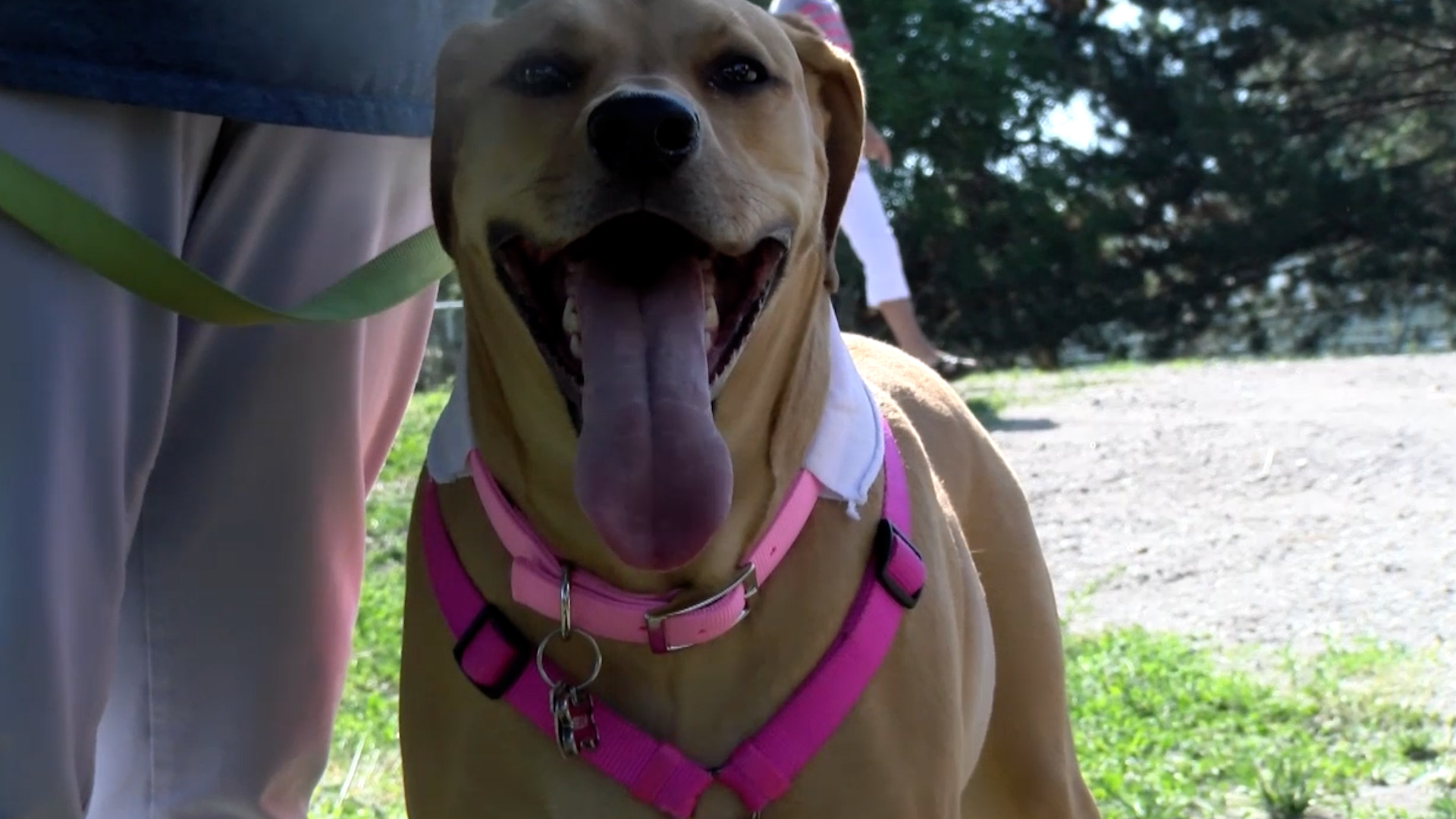 Lincoln Animal Control warns of heat exhaustion for pets as temps rise