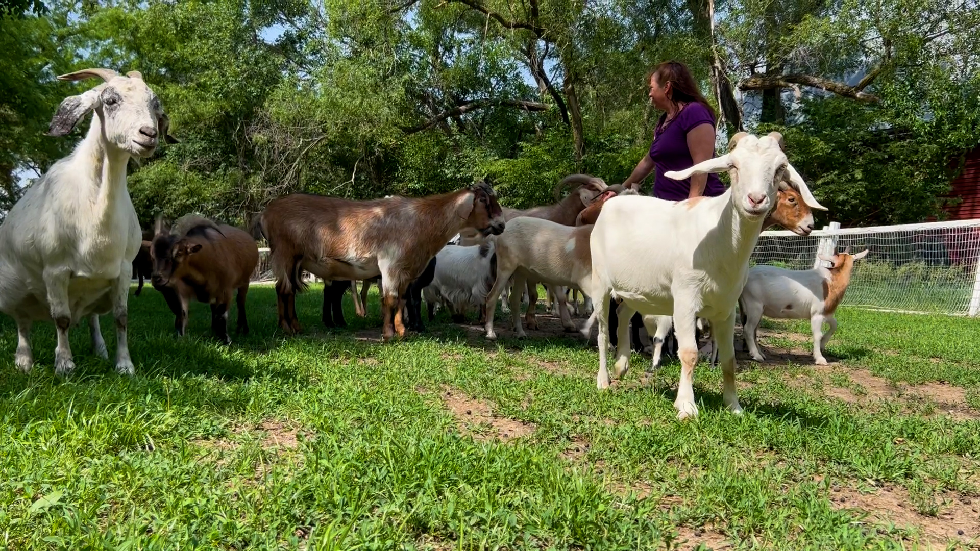 'It's killing us': Nebraska rescue struggling to feed sheep and goats ...