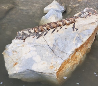 Nebraska angler hooks a 90 million-year-old fish