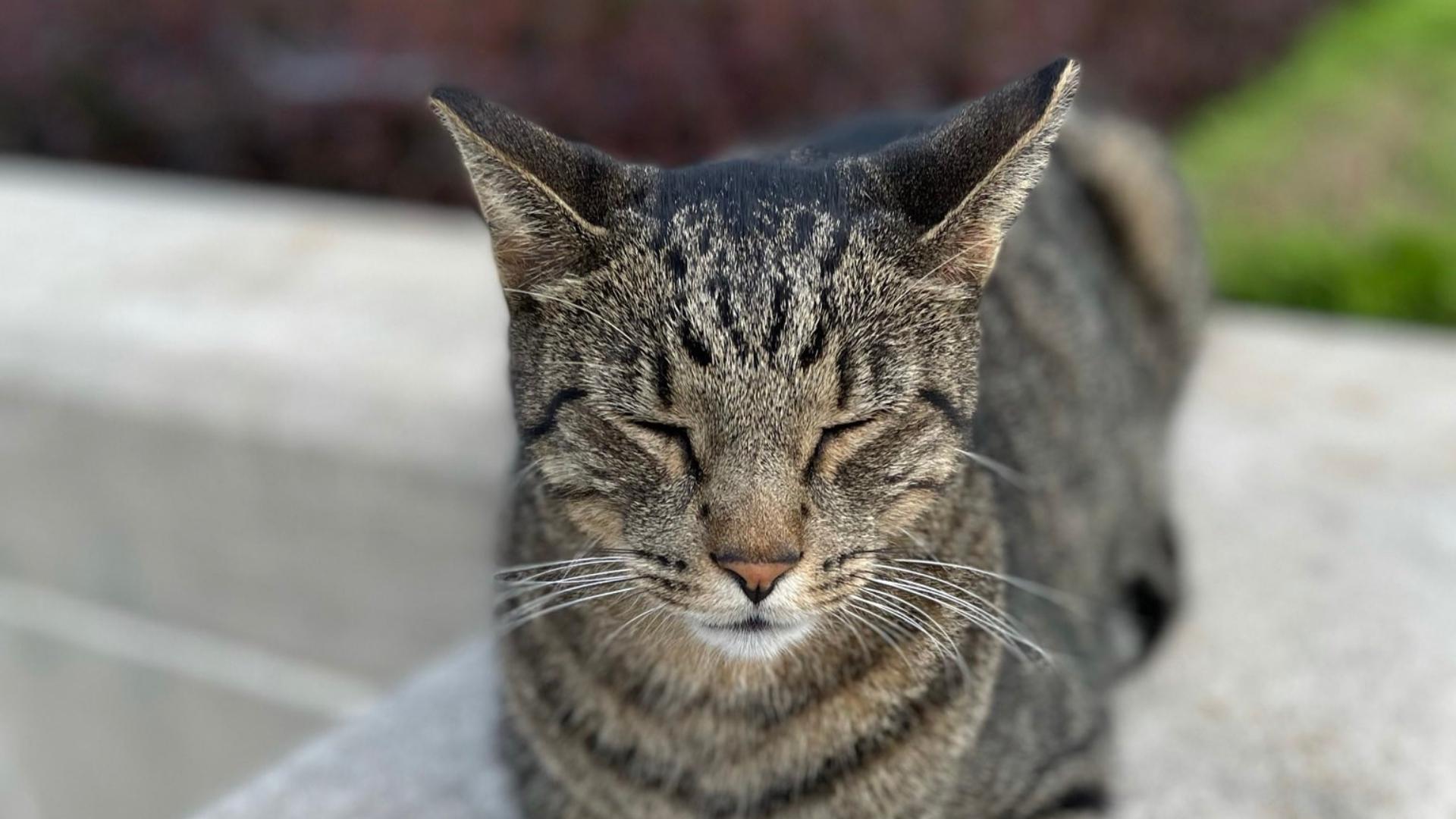 Lincoln's Cameron the Capitol Cat returned after being mistaken for a stray