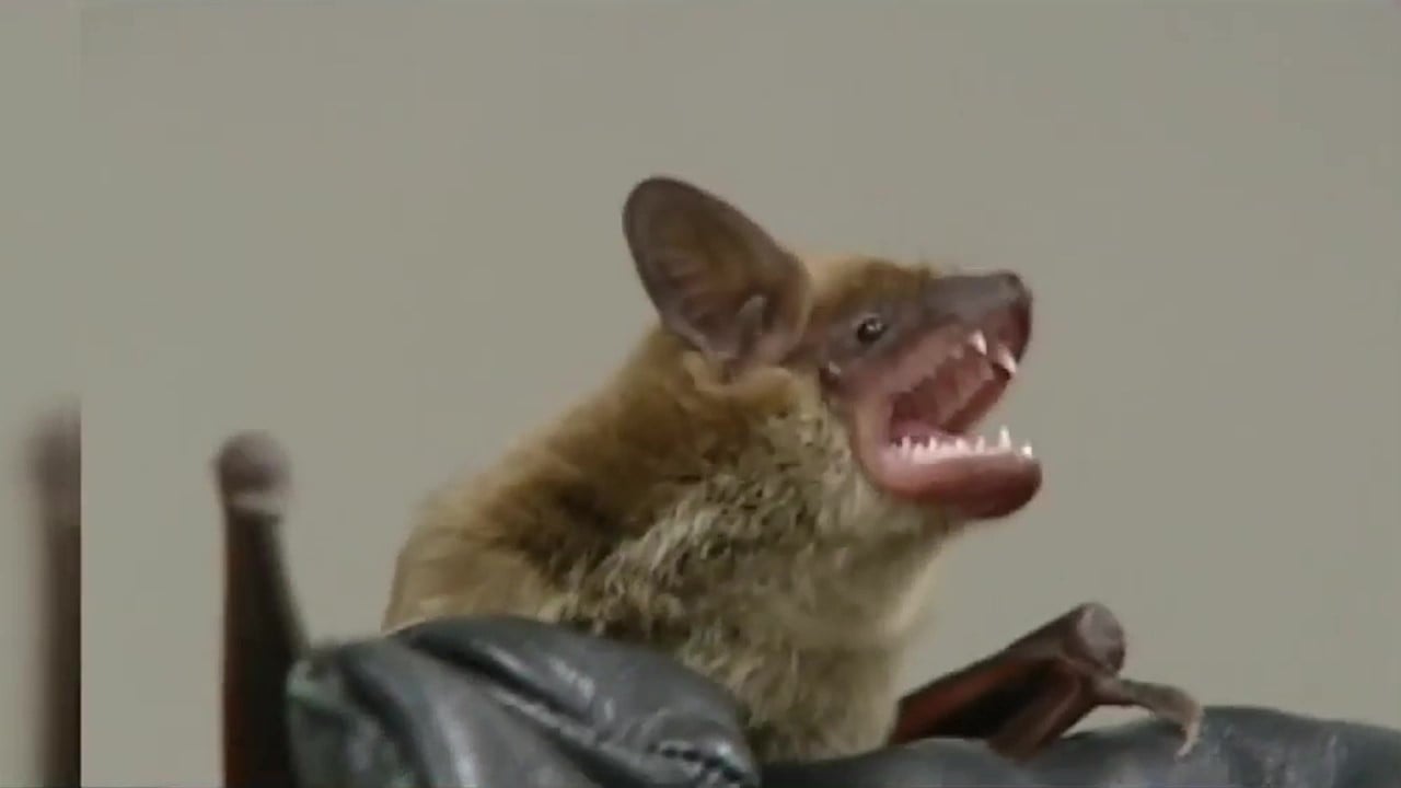 Lincoln experts give advice on what to do if you find bats in your home