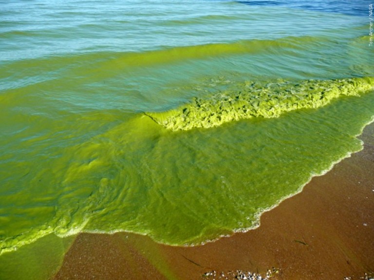 Harmful algal blooms reported in three Nebraska lakes