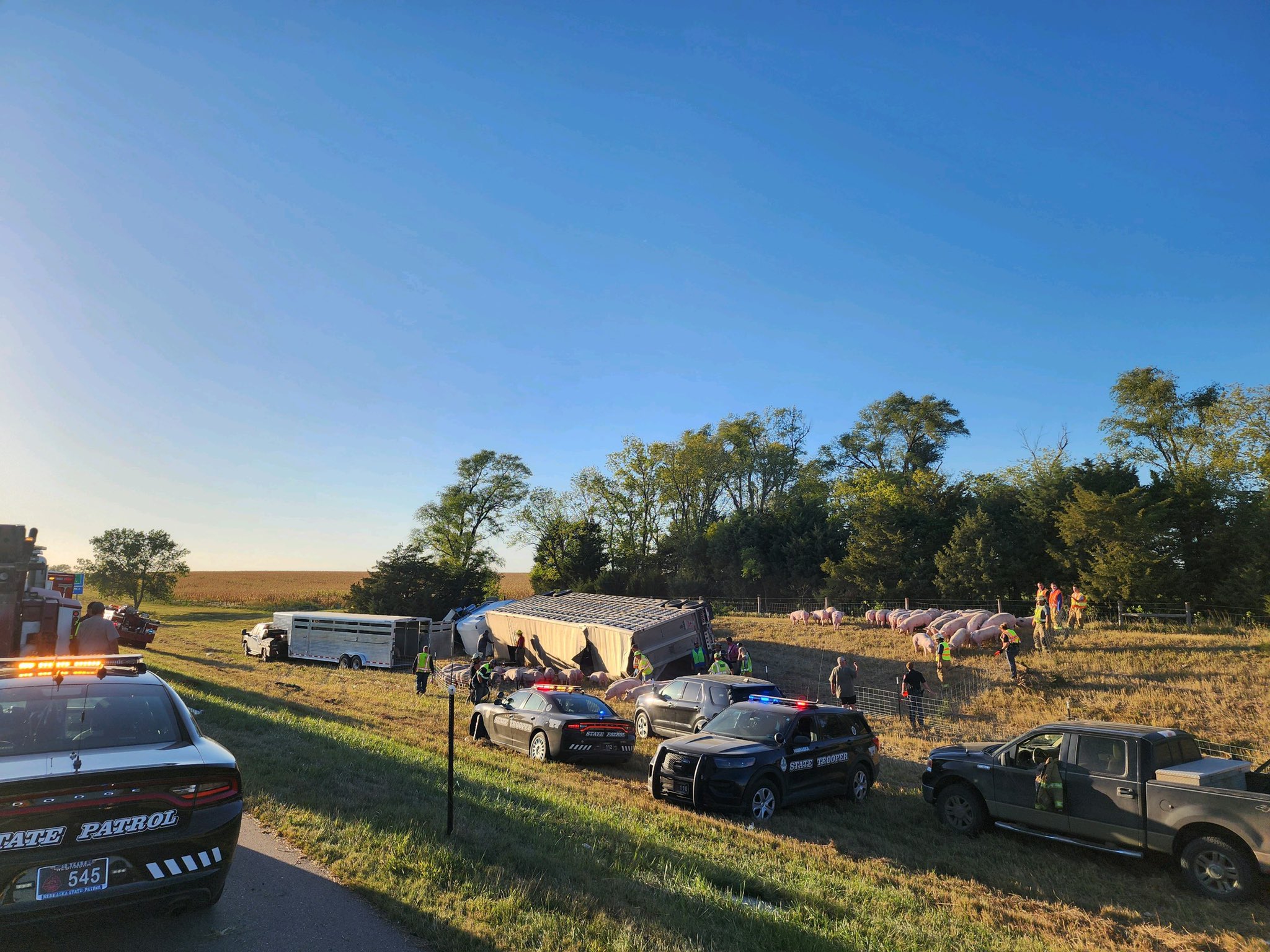 Nebraska State Patrol chases down hogs after accident near Grand Island