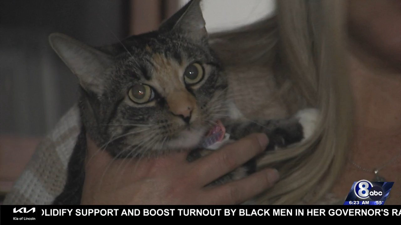 Lincoln man reunites missing cat with owners after months apart