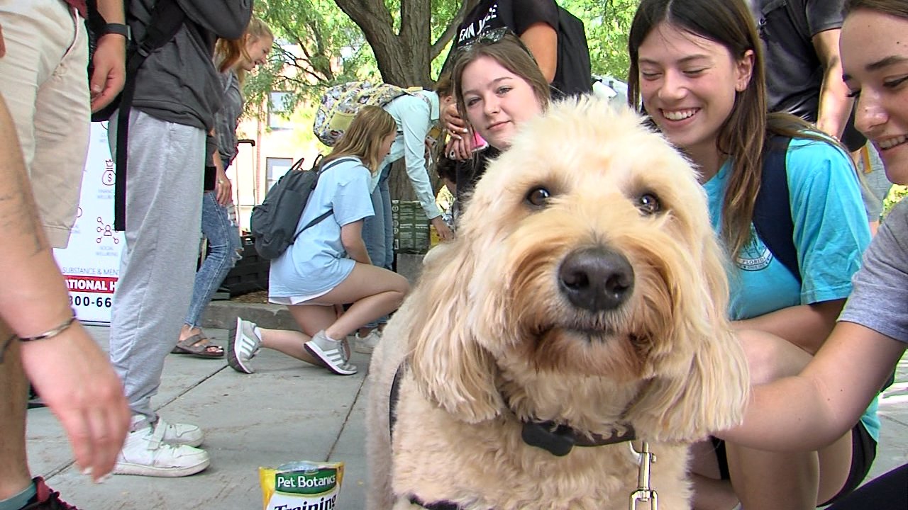 UNL hosts therapy dogs on campus