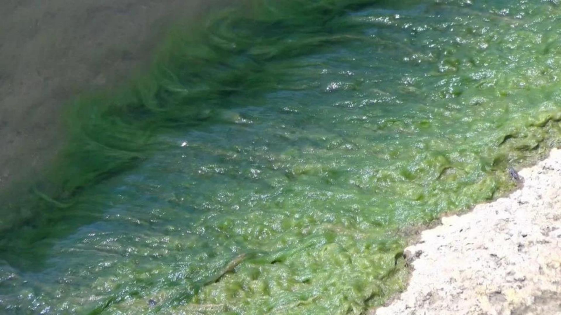 Toxic algae blooms found at Bluestem Lake in Lancaster County