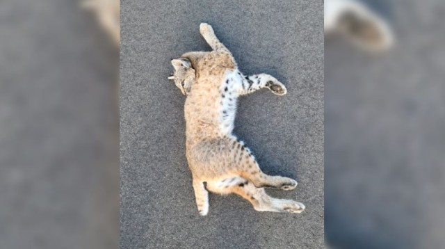 Bobcat found dead in Nebraska after recent fire torched thousands of acres