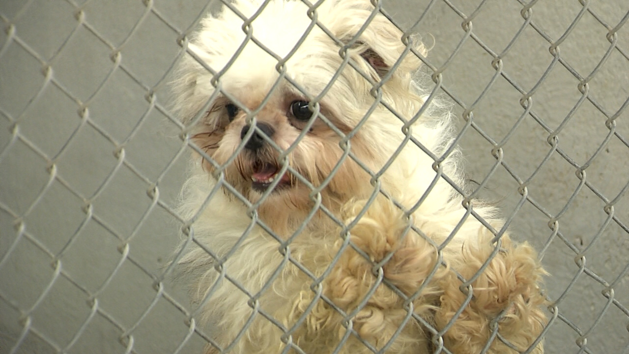 Capital Humane Society introduces lost and found pet map