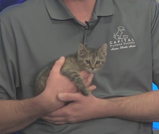 Meet Hope, available for adoption at Capital Humane Society