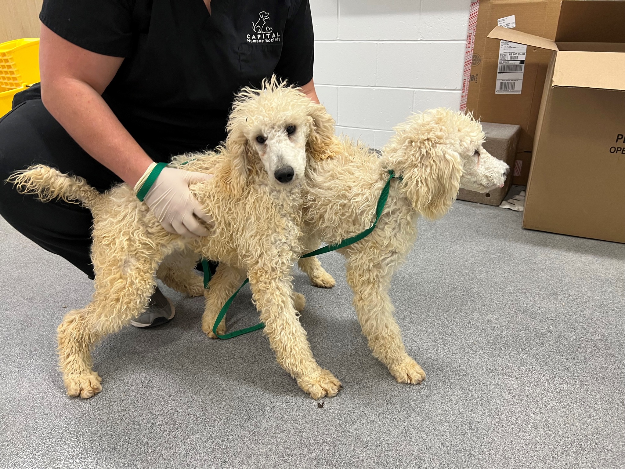 Lincoln Animal Control monitoring a mystery dog illness