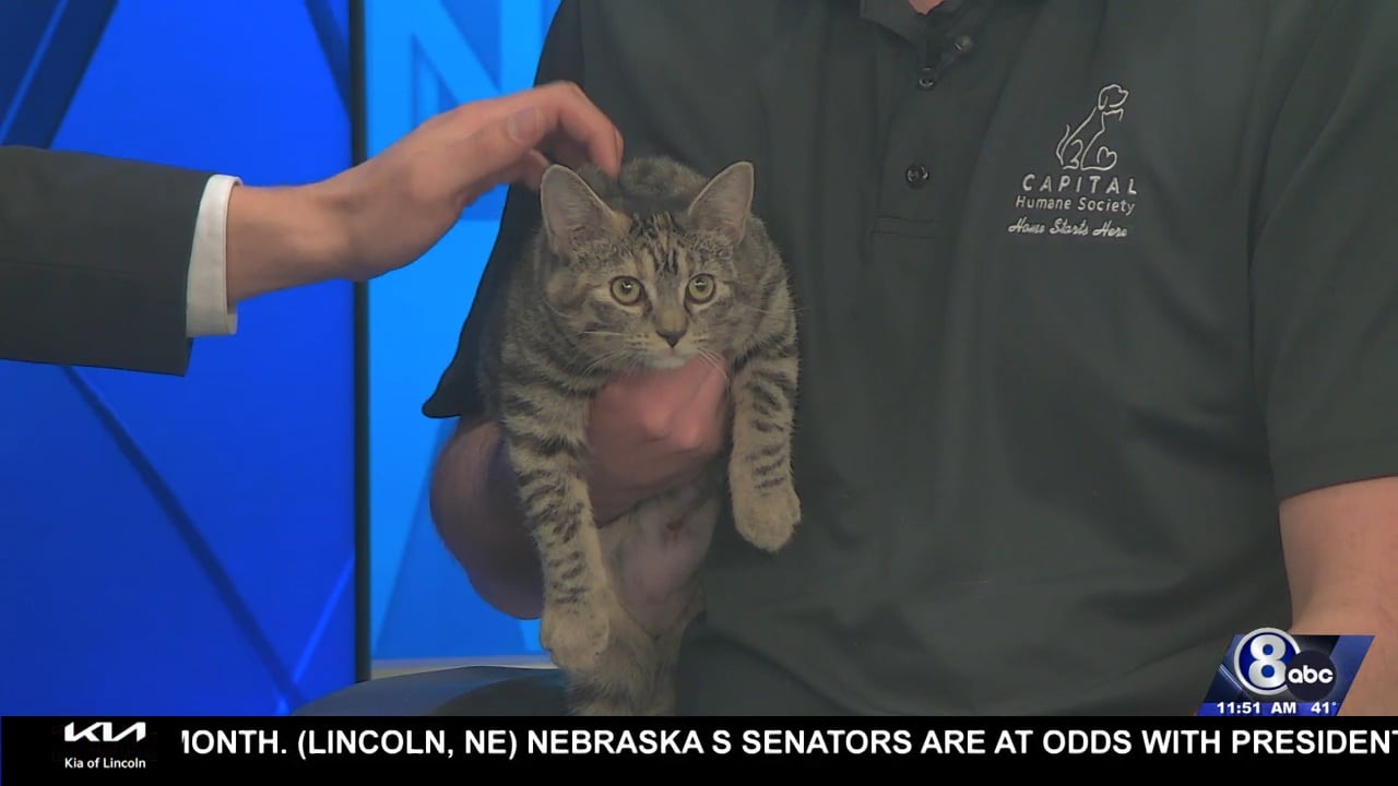 Meet Arielle: available now at Capital Humane Society