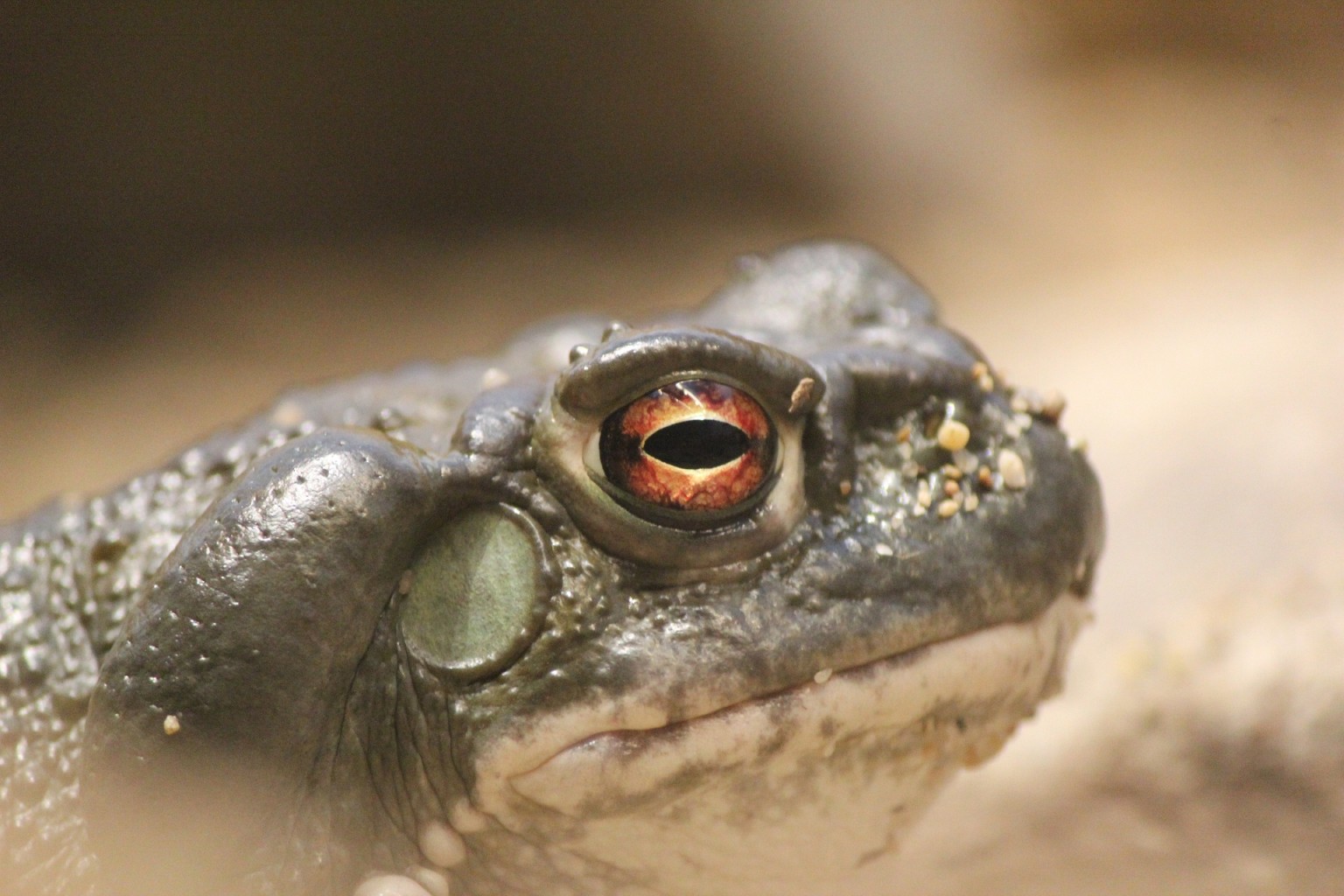 National Park Service: "Don't lick toads"