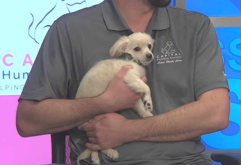 Meet Ella, available for adoption at Capital Humane Society