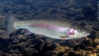After 6 months, a central Nebraska pond reopens to anglers, restocked ...