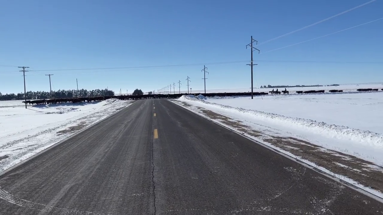 Rural southwest Nebraska road temporarily closed due to 'large' cattle herd