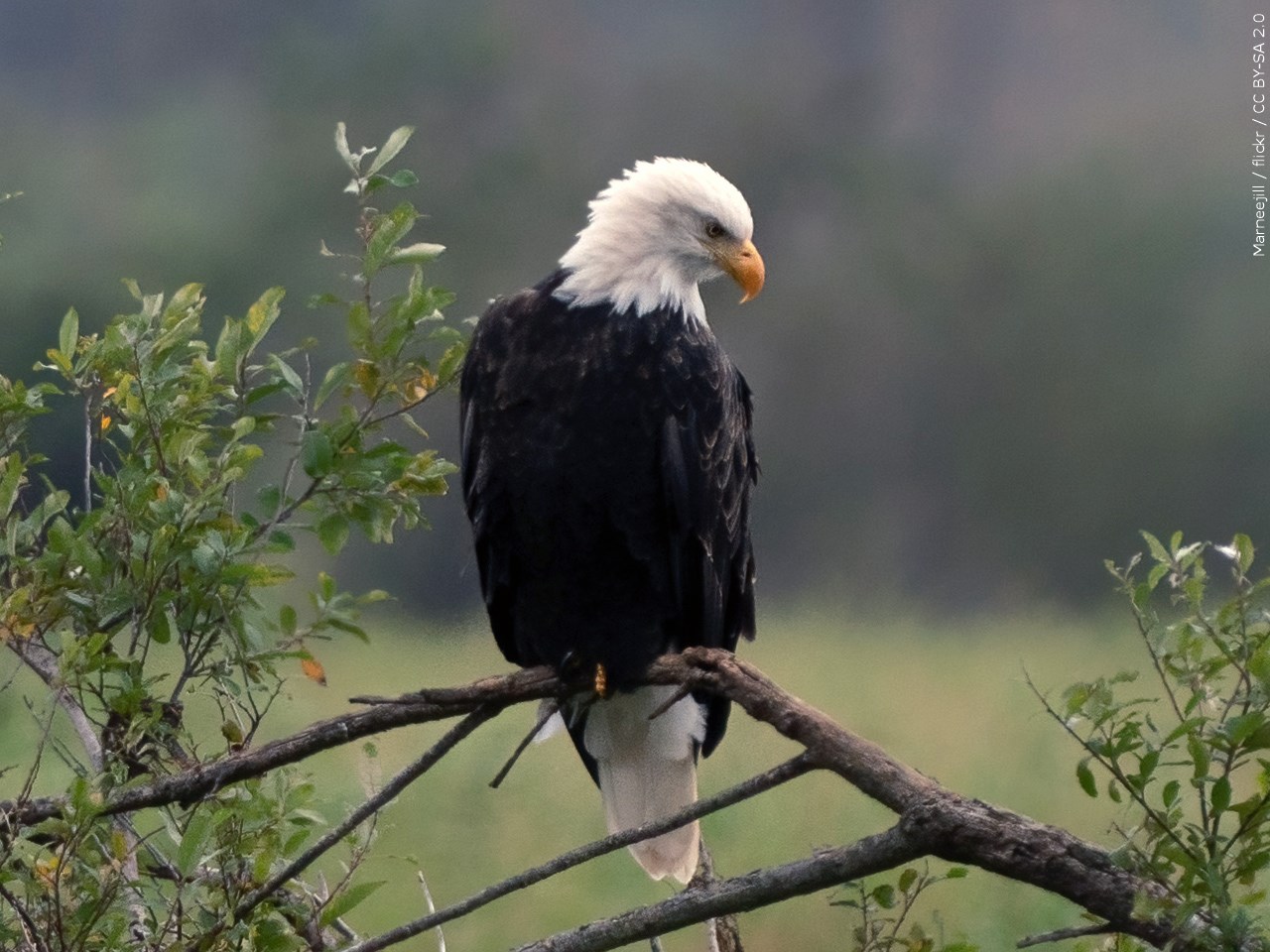 Rep. Mike Flood demands action from Biden administration after bald ...
