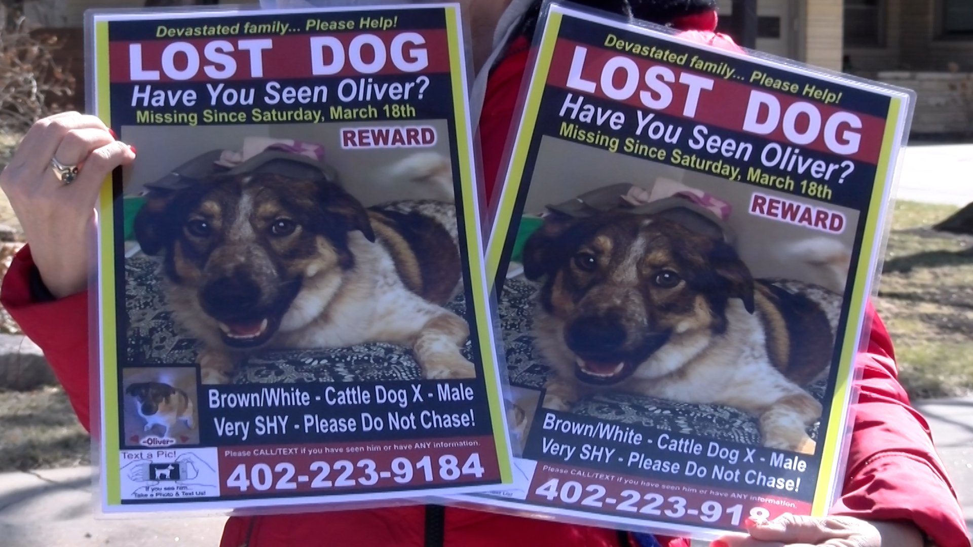 International pet detective scours Lincoln for missing dog