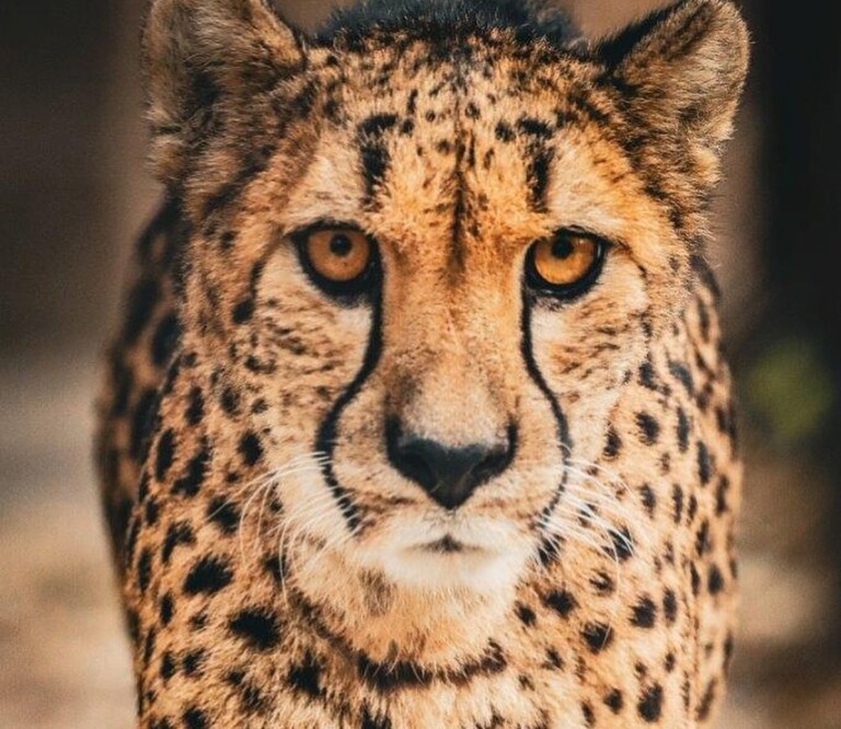 Cheetah escapes habitat, triggering emergency protocols at Omaha's ...