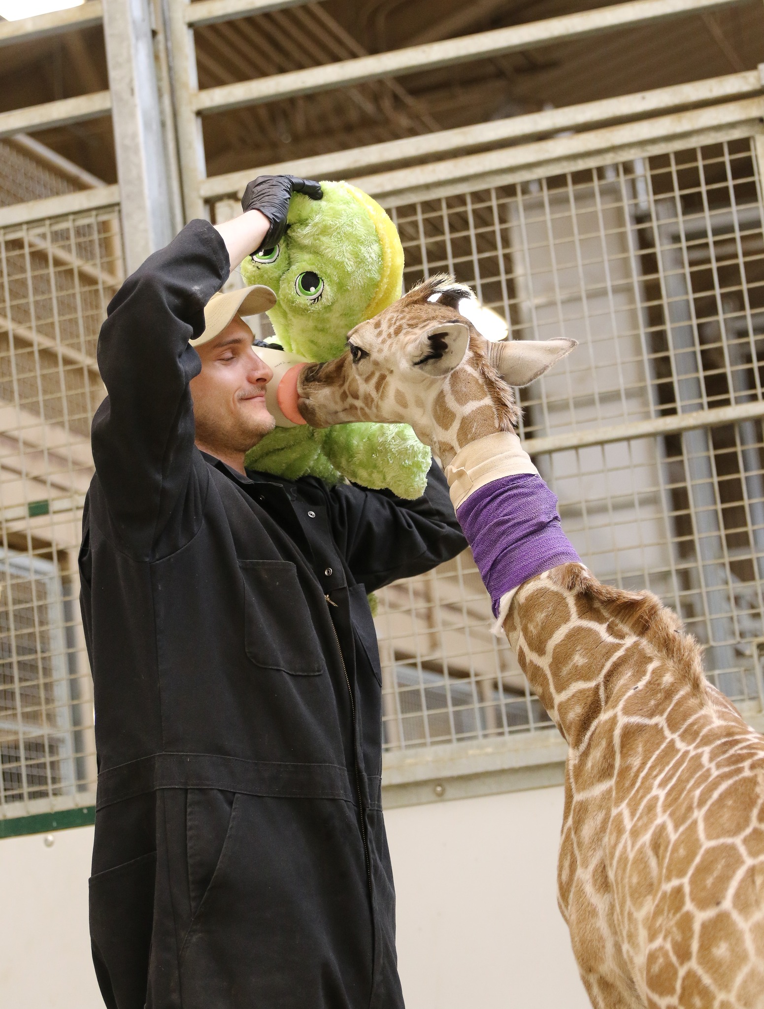 Newborn giraffe at Omaha's Henry Doorly Zoo taking a bottle after infection