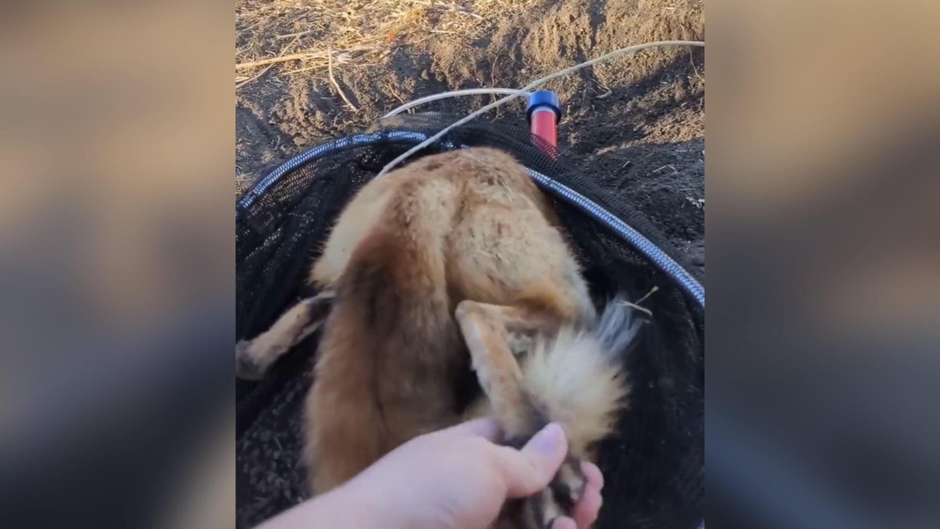 WATCH: Lincoln Animal Control officers free fox from fence