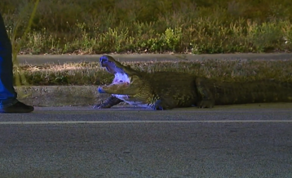 Police officers wrestle a nine-foot alligator into submission