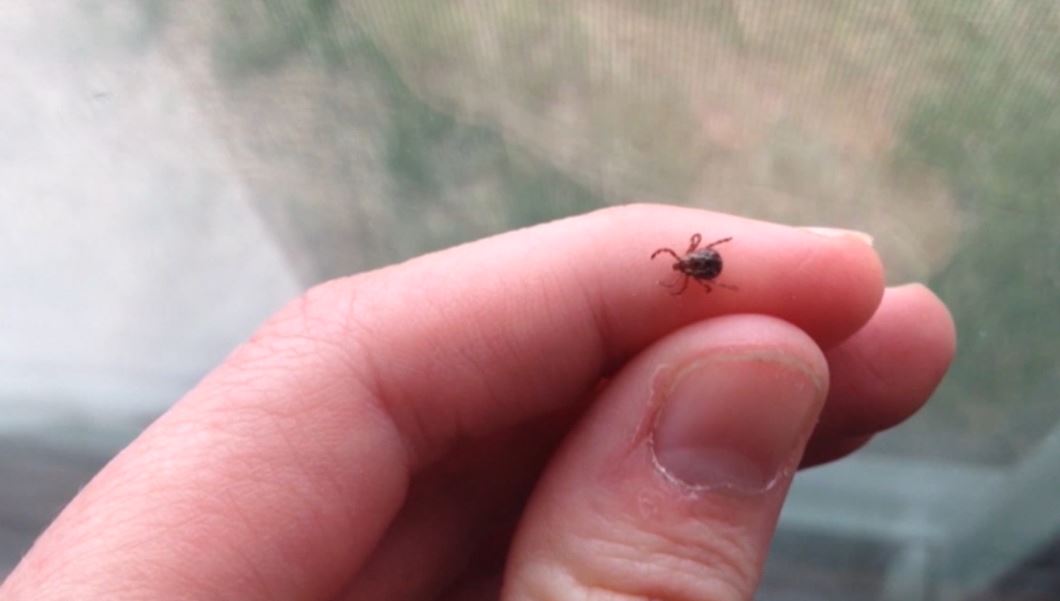 Tick season is here, and experts warn Nebraska could see more of the ...