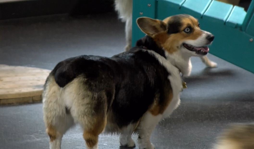 Lincoln's first dog bar celebrates International Corgi Day