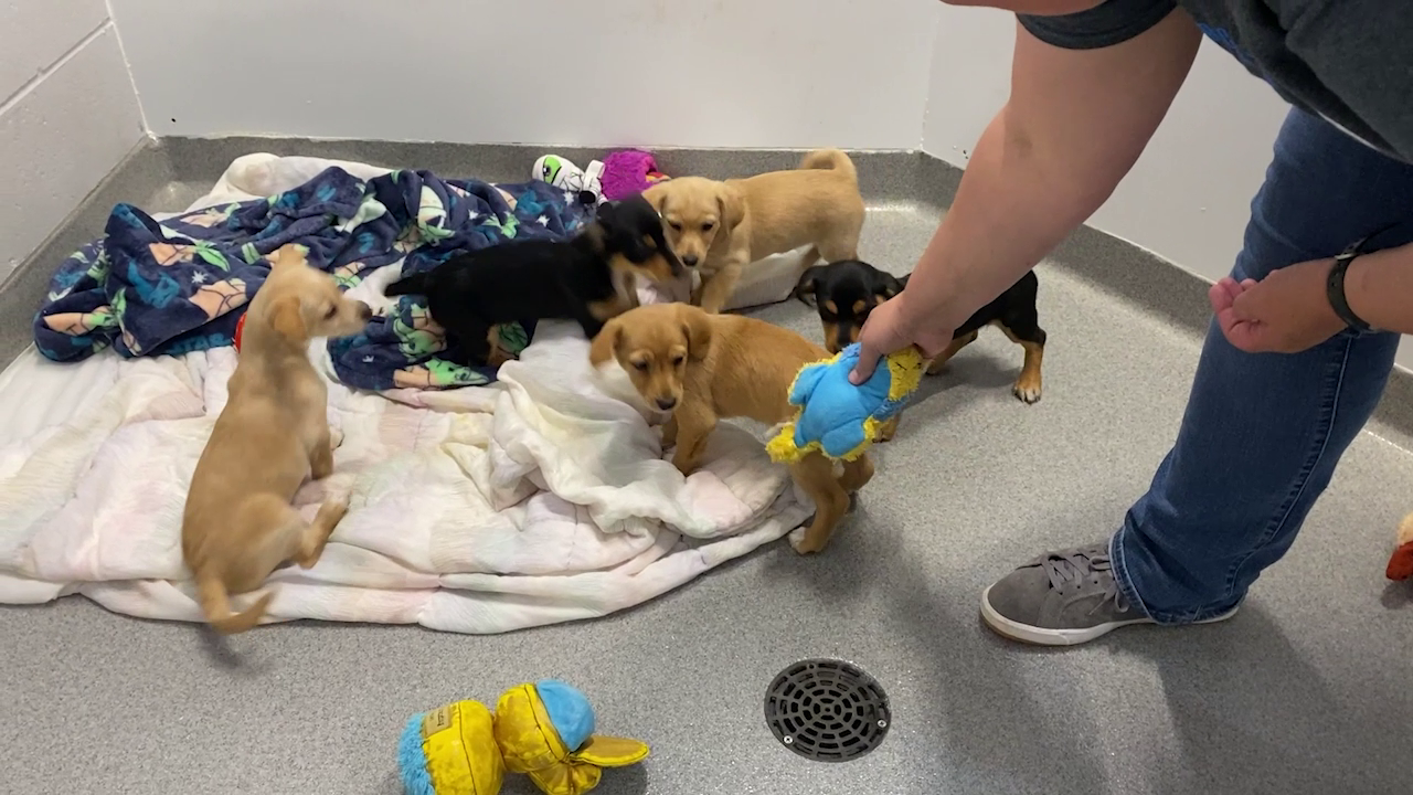 Capital Humane Society brings back yoga night to support shelter, animals