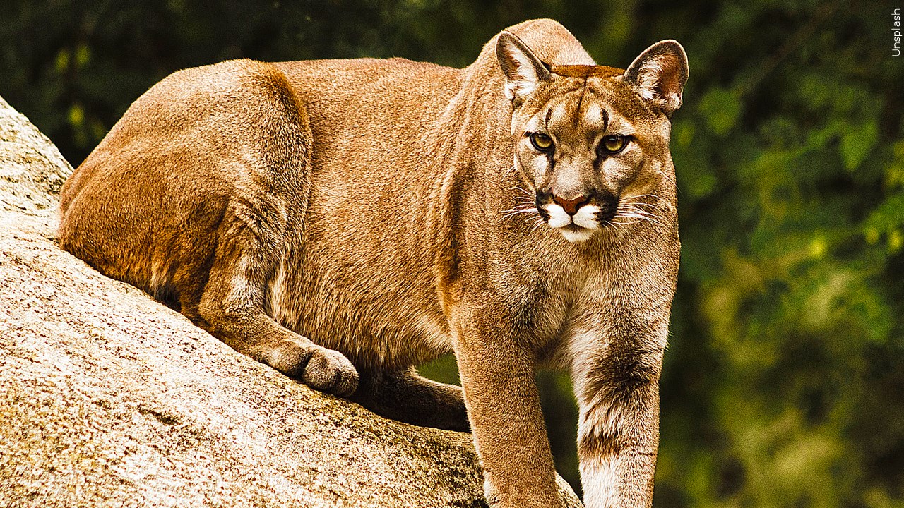 Nebraska Game and Parks looking for mountain lion roaming Omaha