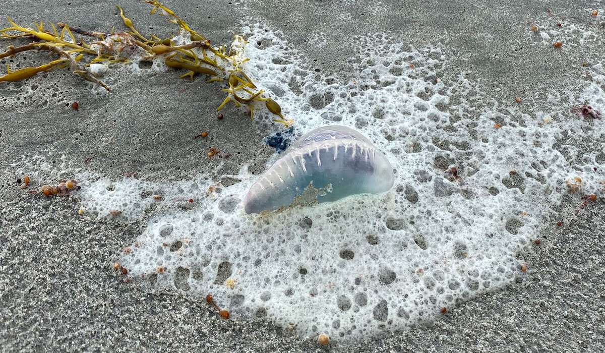 Portuguese man-of-war stings beachgoer in Narragansett