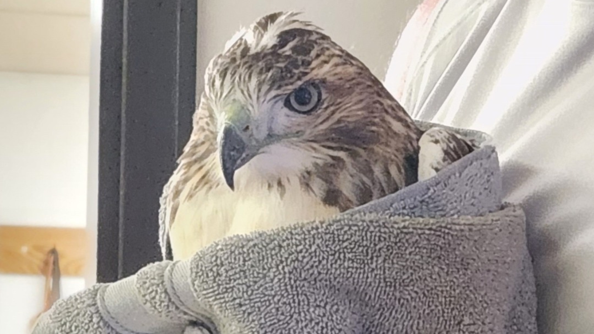 City workers help rescue hawk suffering from broken wing at Lincoln park
