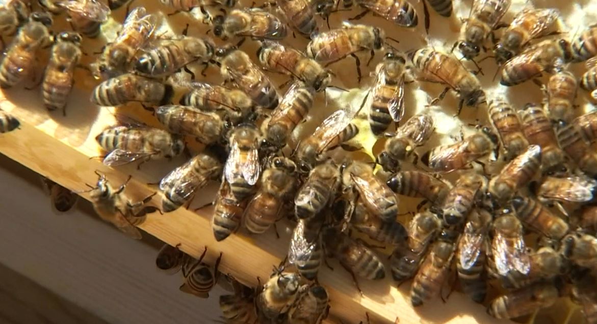 As colonies dwindle, Lincoln beekeeper thinks new drug could be the bee ...
