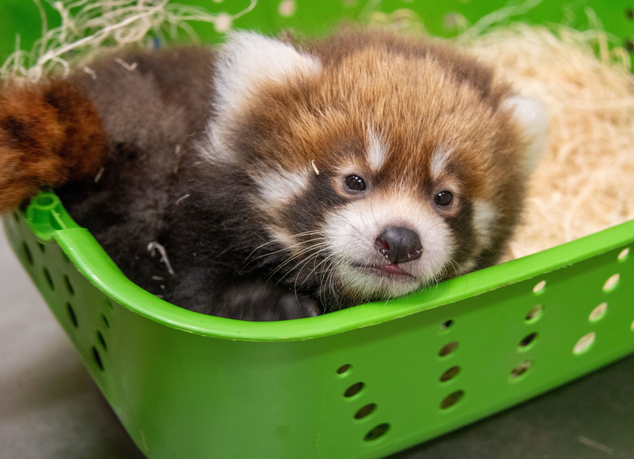 Twin red panda cubs born at Lincoln Children's Zoo