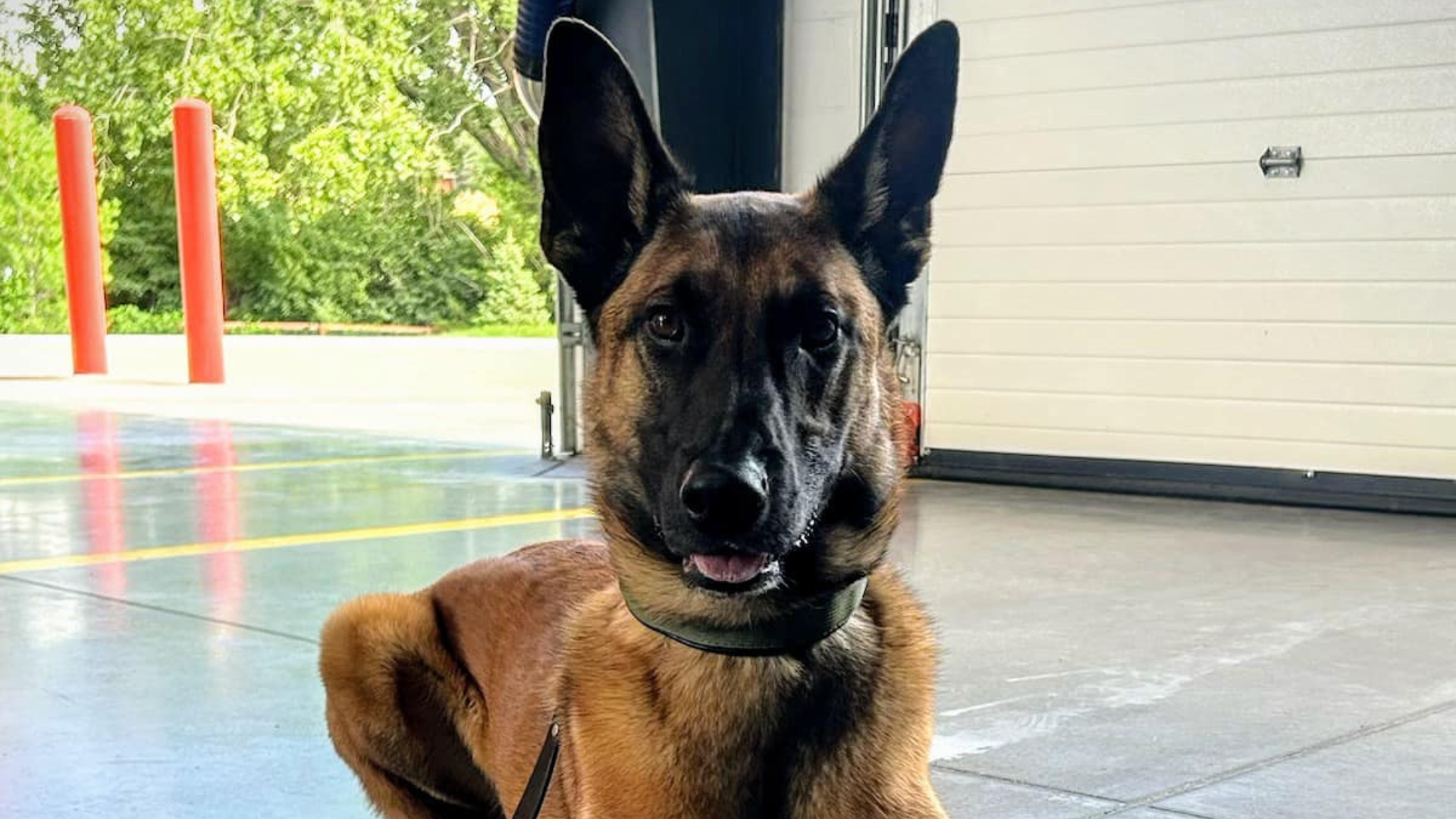 Lincoln Fire & Rescue dog becomes member of Nebraska Task Force One