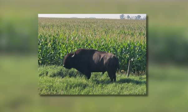 Bison reunited with owner after wandering highway in central Nebraska