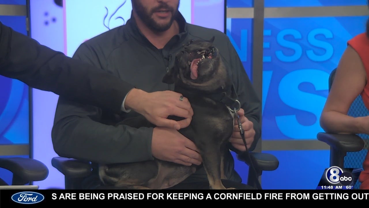 Midday Interview: Capital Humane Society (Ms. Toad)