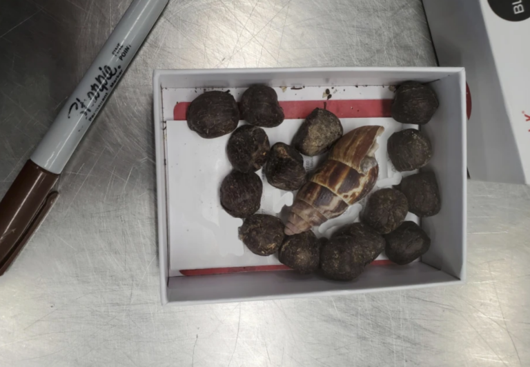 Midwest woman's plan to make jewelry with giraffe feces gets pooh-poohed