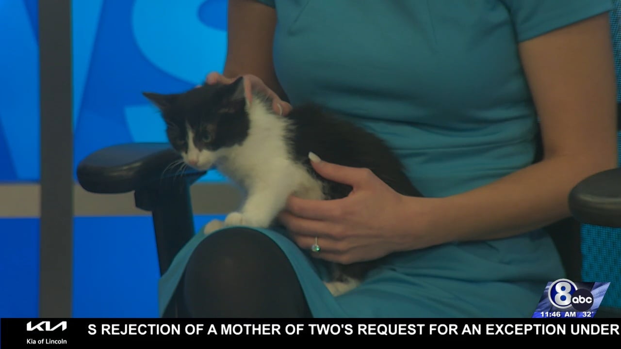 Midday Interview: Capital Humane Society (Mouse)