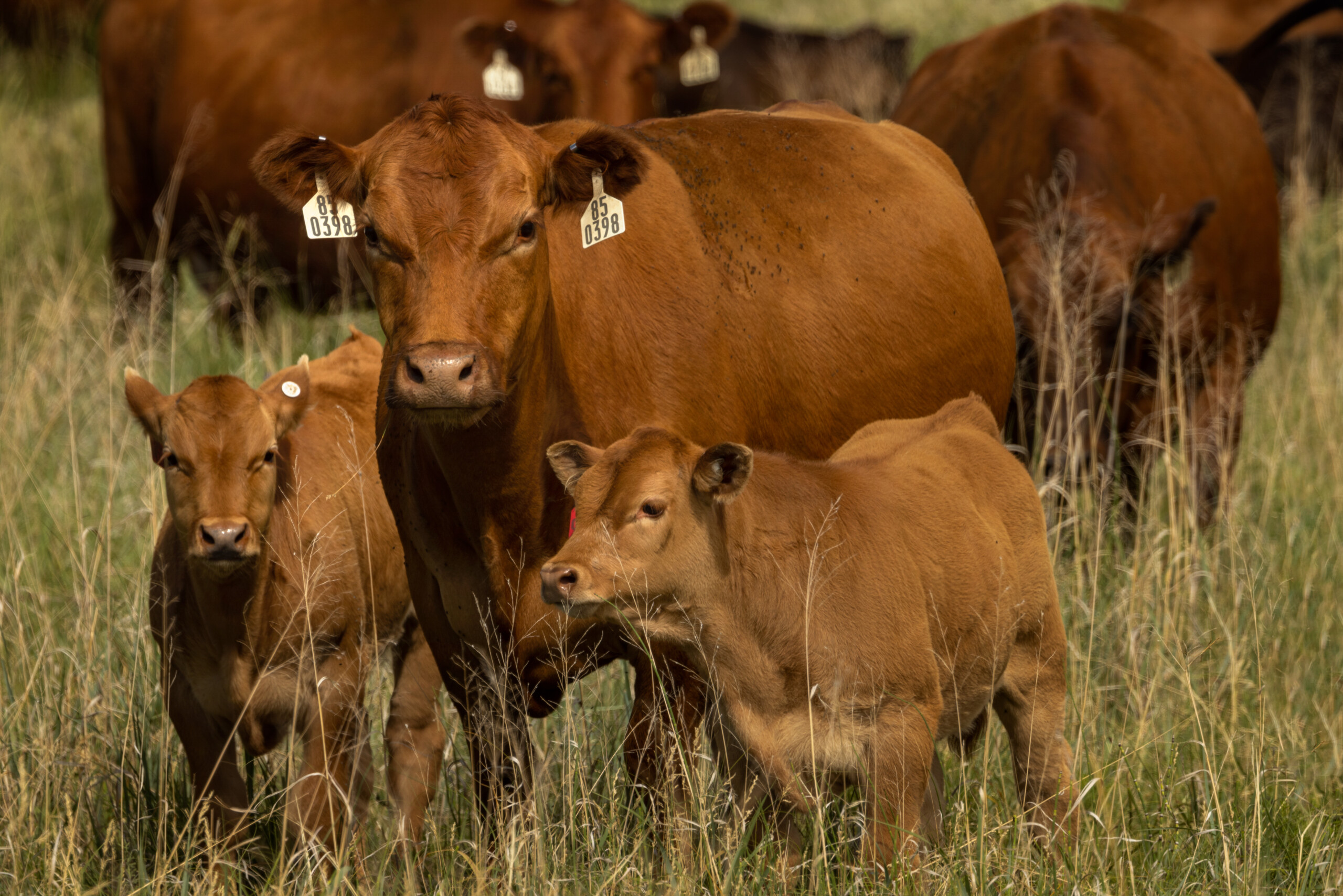 After shopping spree, Mormon church is Nebraska's top land purchaser