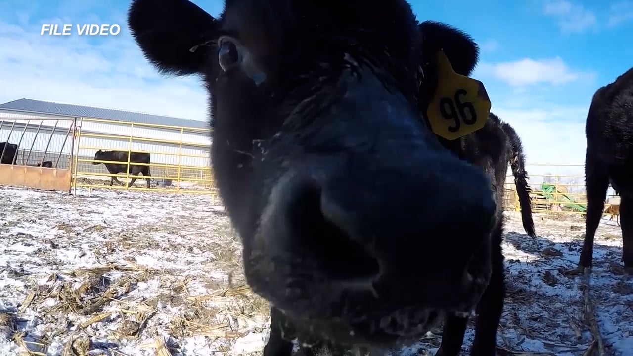 How Nebraska farmers can keep livestock safe during brutal cold