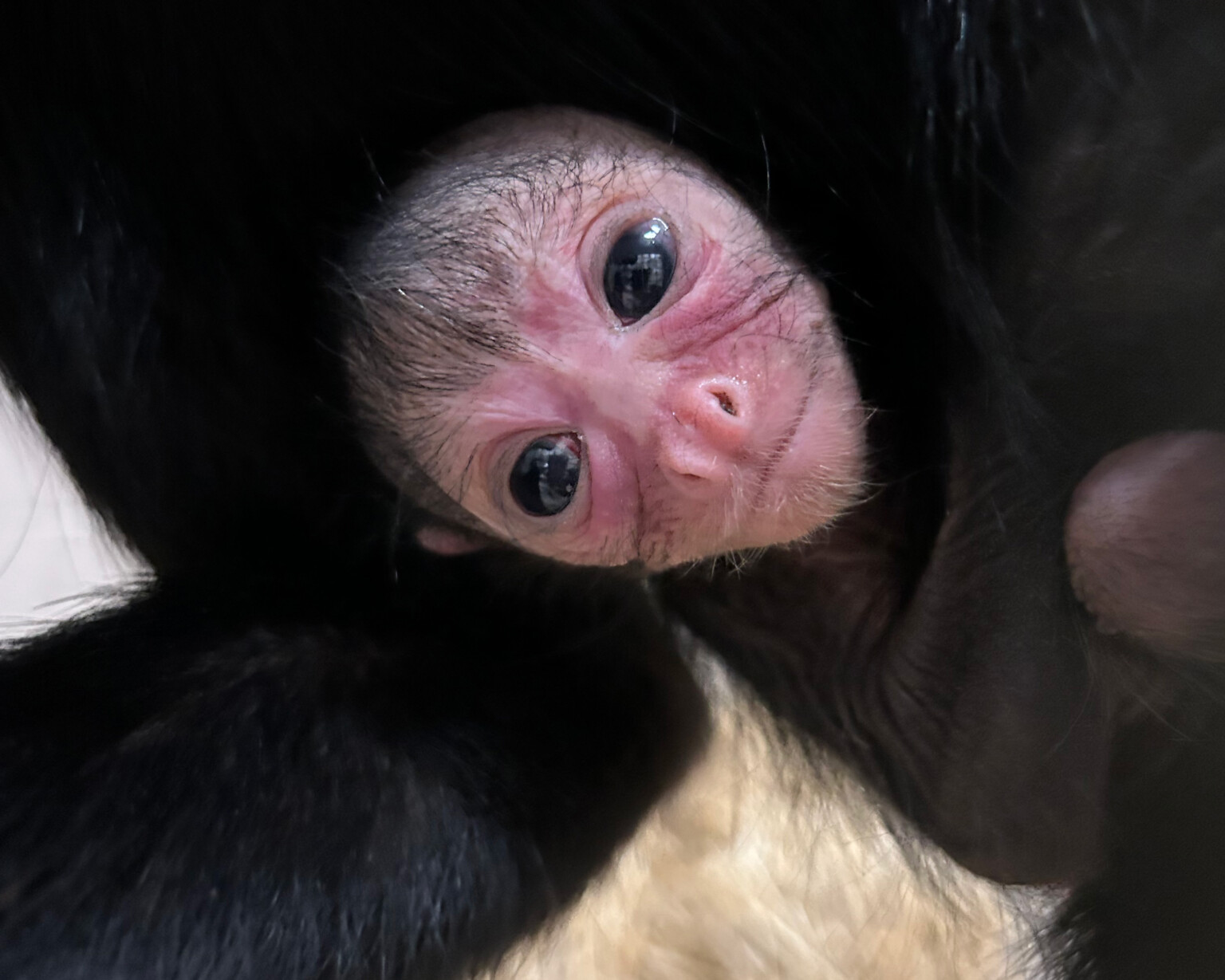Lincoln Children's Zoo announces birth of spider monkey