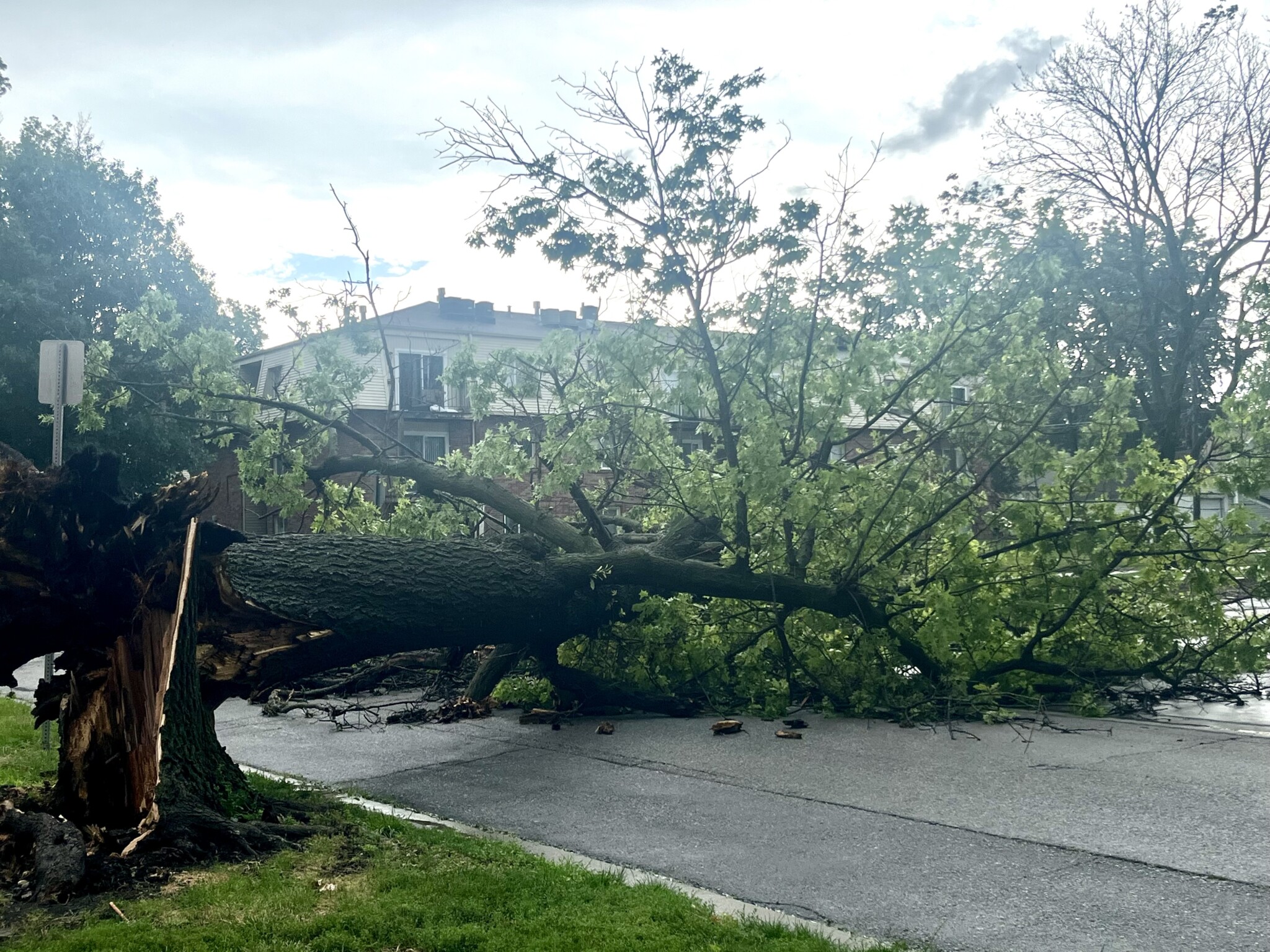 'It was really scary': Trees split in half during storms in northeast ...