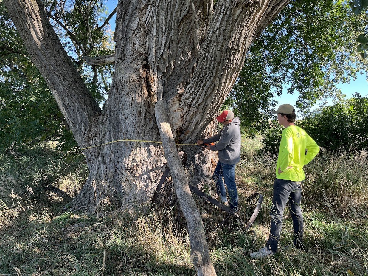 Cottonwood in Nebraska named National Champion Tree