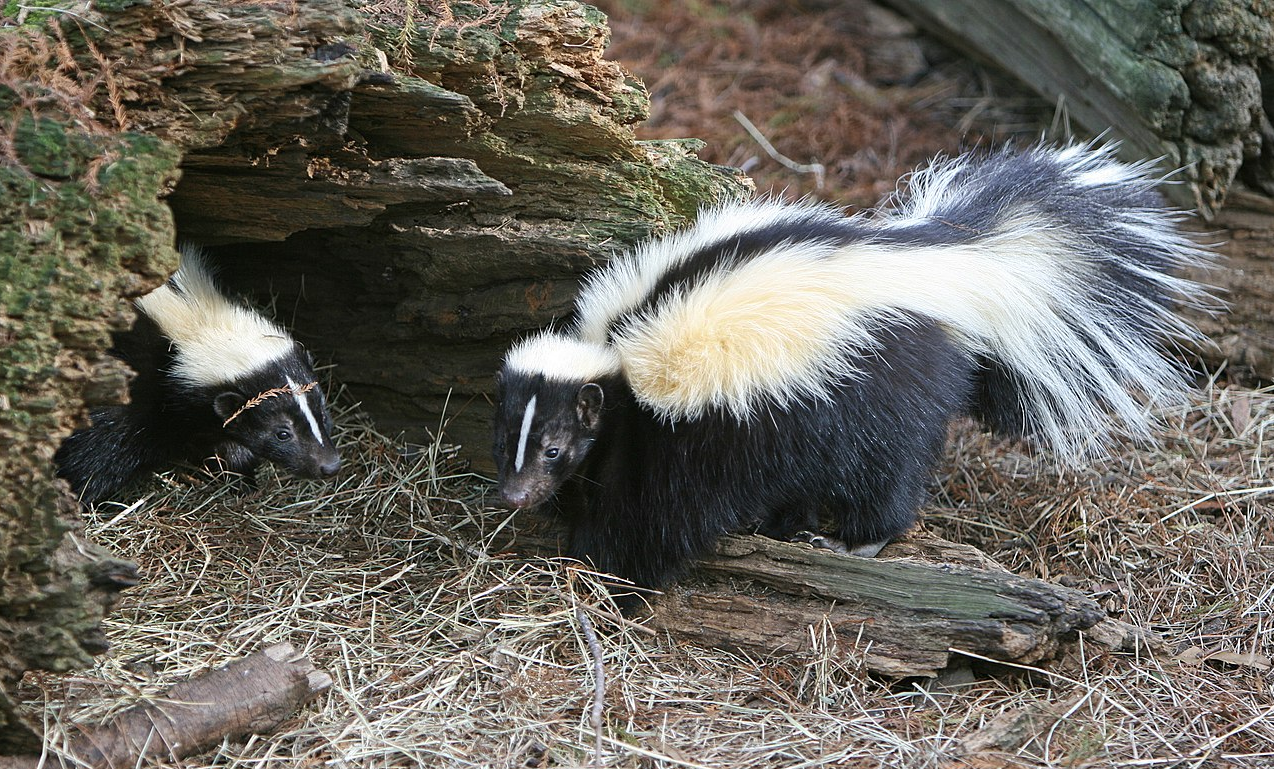 Skunk tests positive for rabies in southwest Nebraska