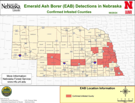15 counties across Nebraska confirm infestation of emerald ash borer