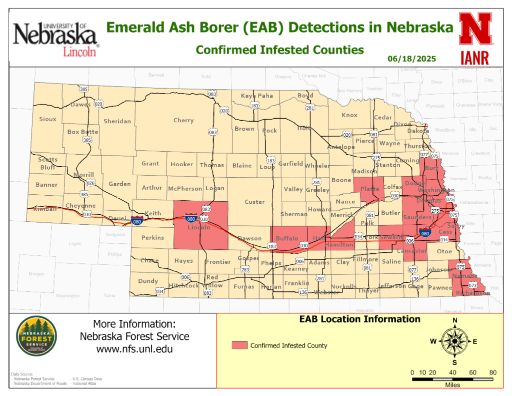 Invasive emerald ash borer spreads to another Nebraska county