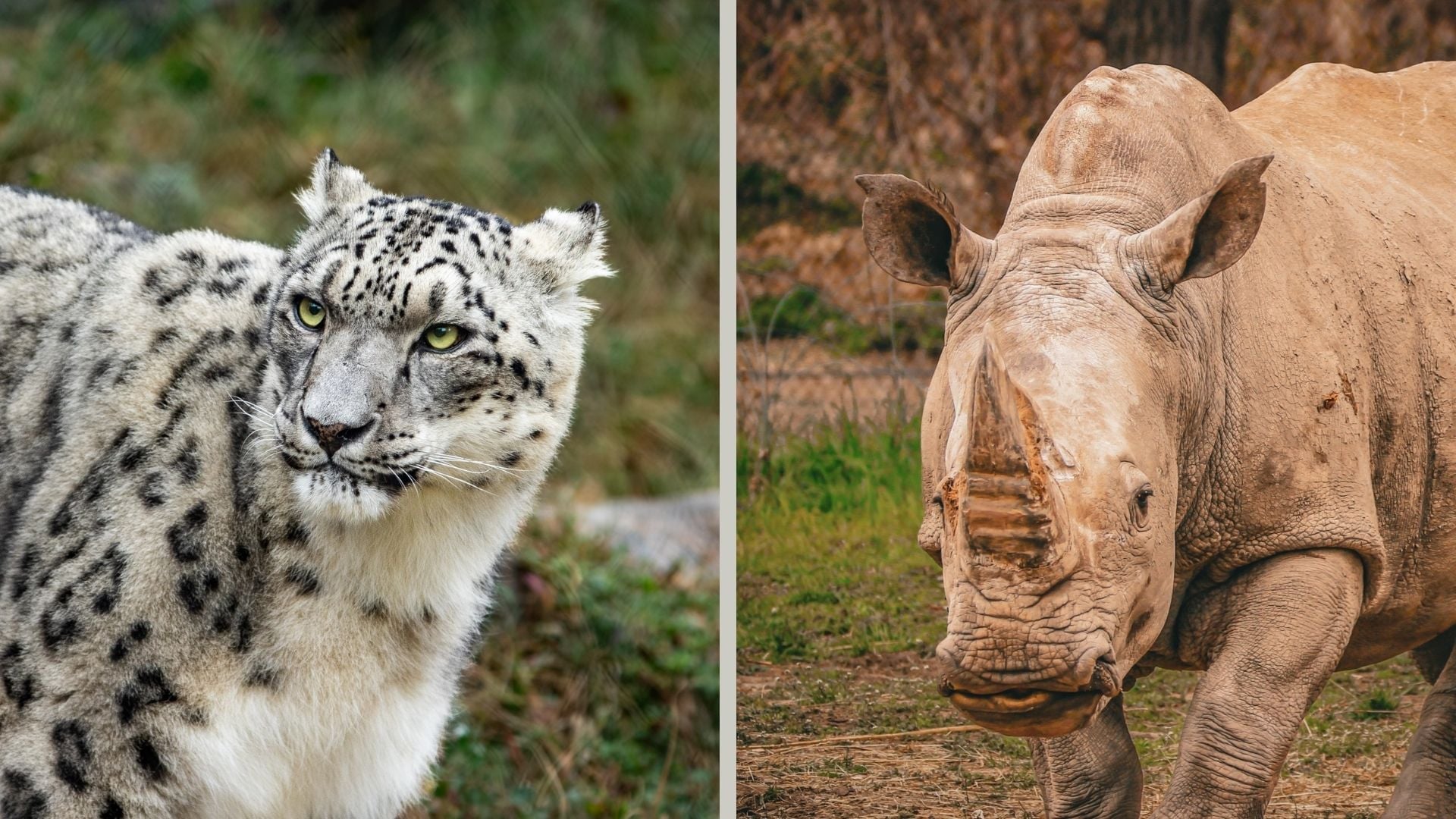 Omaha's Henry Doorly Zoo announces the death of rhino, snow leopard